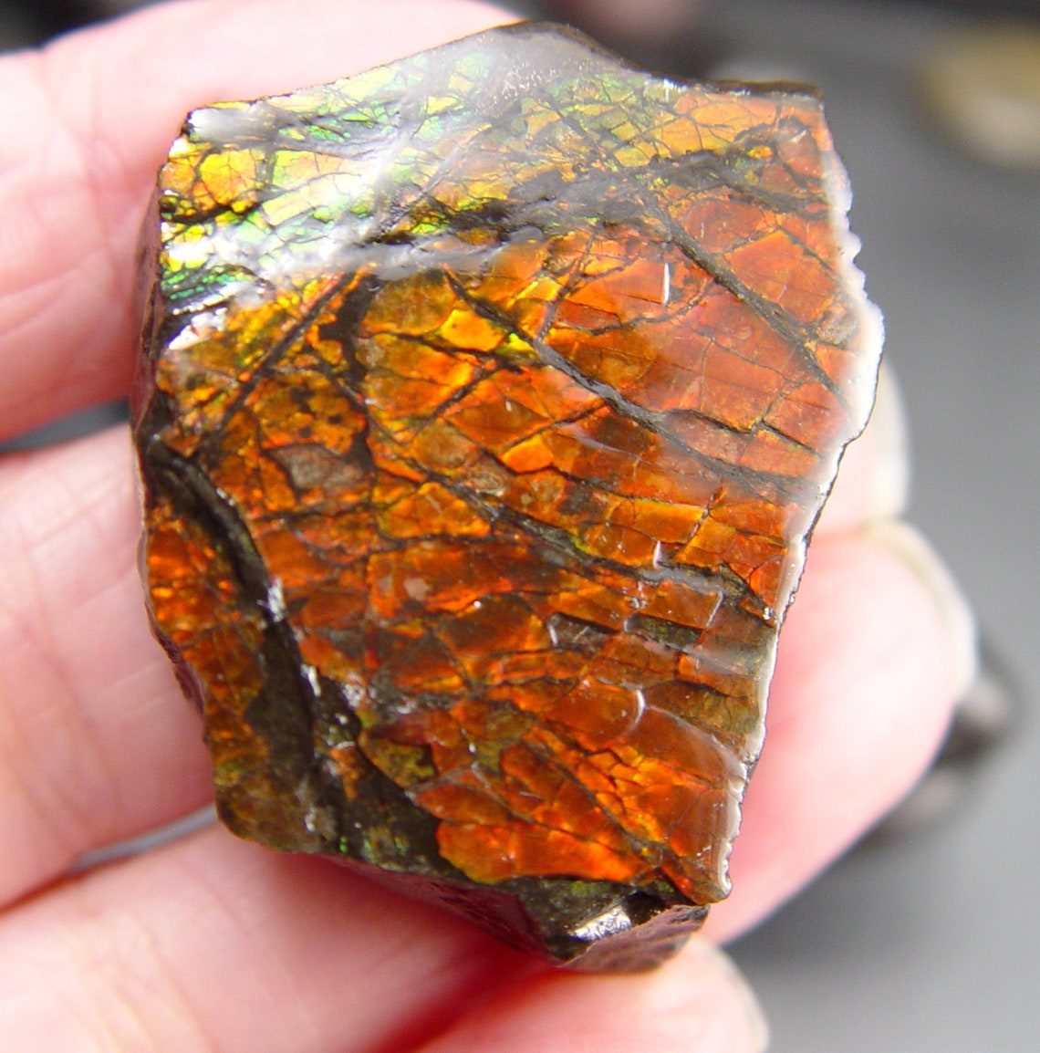 AmMOLITA Imperial OPALIZADA Gran Piedra Preciosa Arco Iris - Etsy España