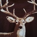 Realistic Deer Graph Crochet Pattern Tapestry or Tunisian Crochet, Sc ...