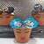Sassy Lady Pots - Etsy