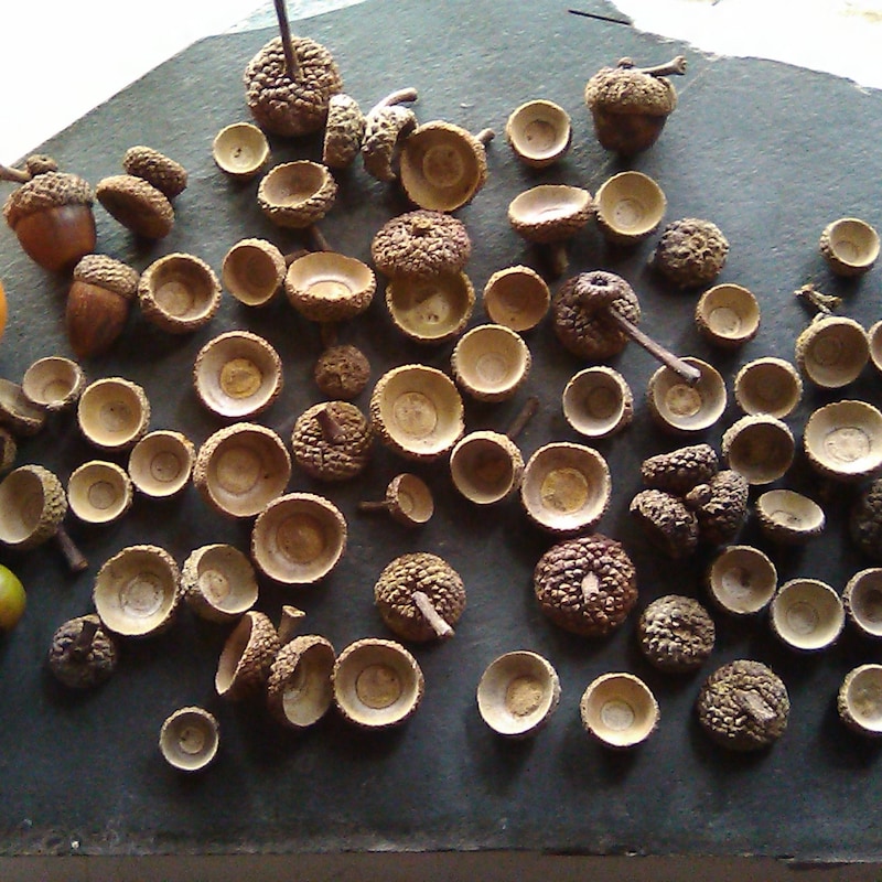 Miniature Acorns - Etsy