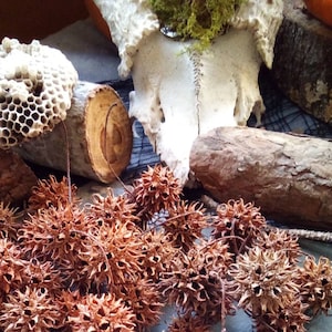 25 Sweetgum Balls - Spiky Balls - Alien Pods - Witch Burr - Craft ...