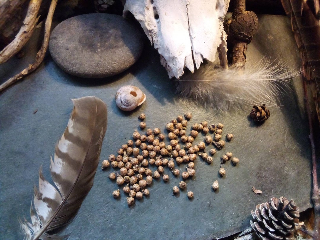 100 Mini Acorns , Tiny Acorns, Cute, Undeveloped Acorn Tops Craft ...