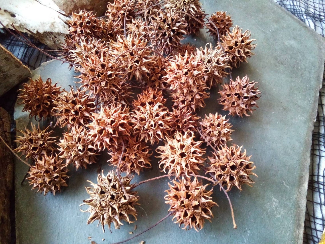 25 Sweetgum Balls Spiky Balls Alien Pods Witch Burr - Etsy