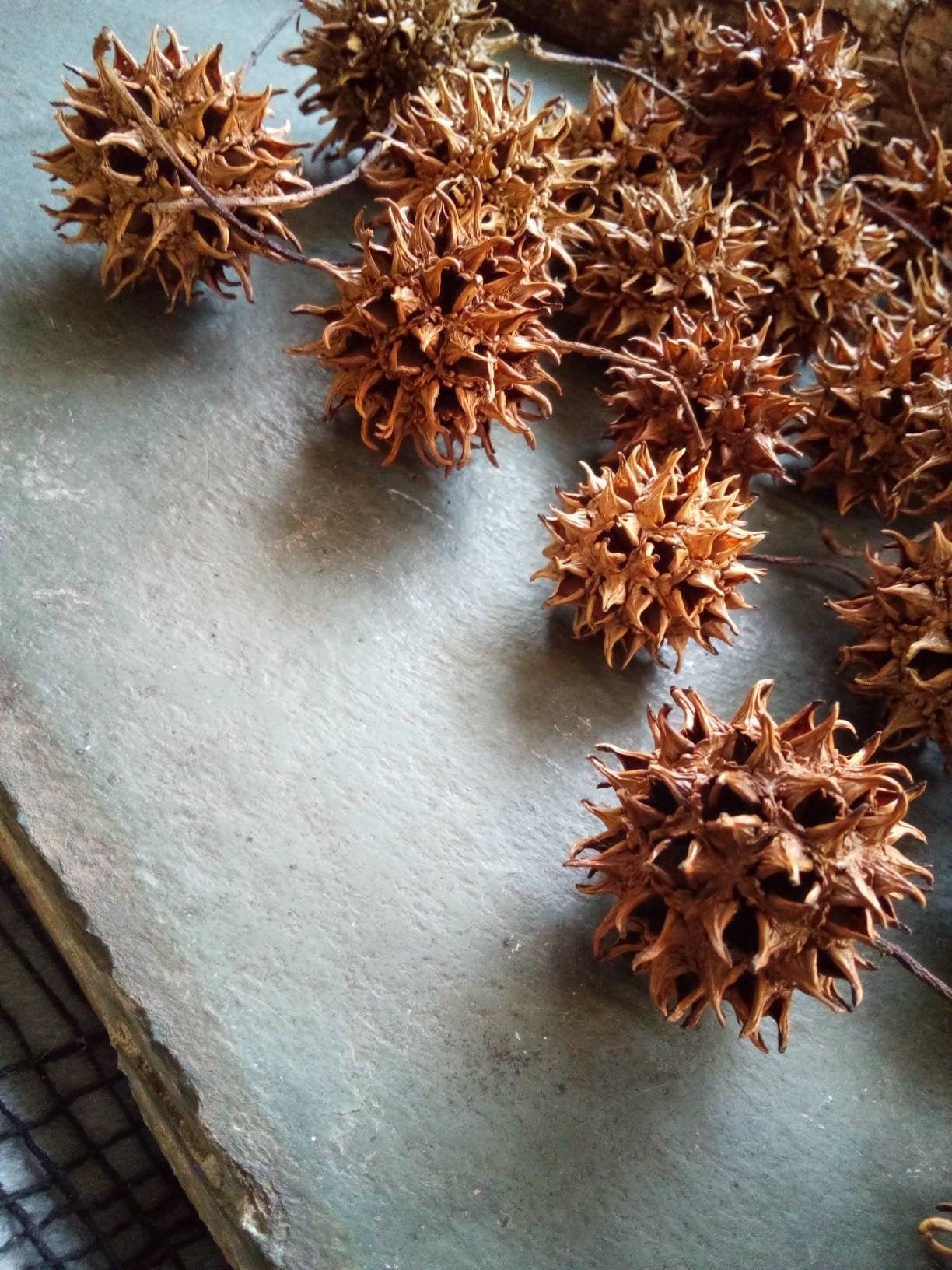 50 Sweetgum Balls Spiky Balls Alien Pods Witch Burr Crafts, Centerpiece ...