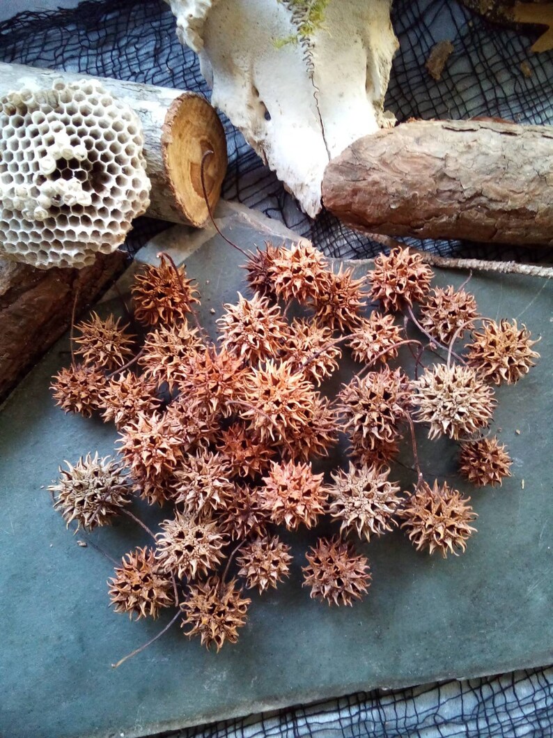 25 Sweetgum Balls Spiky Balls Alien Pods Witch Burr - Etsy