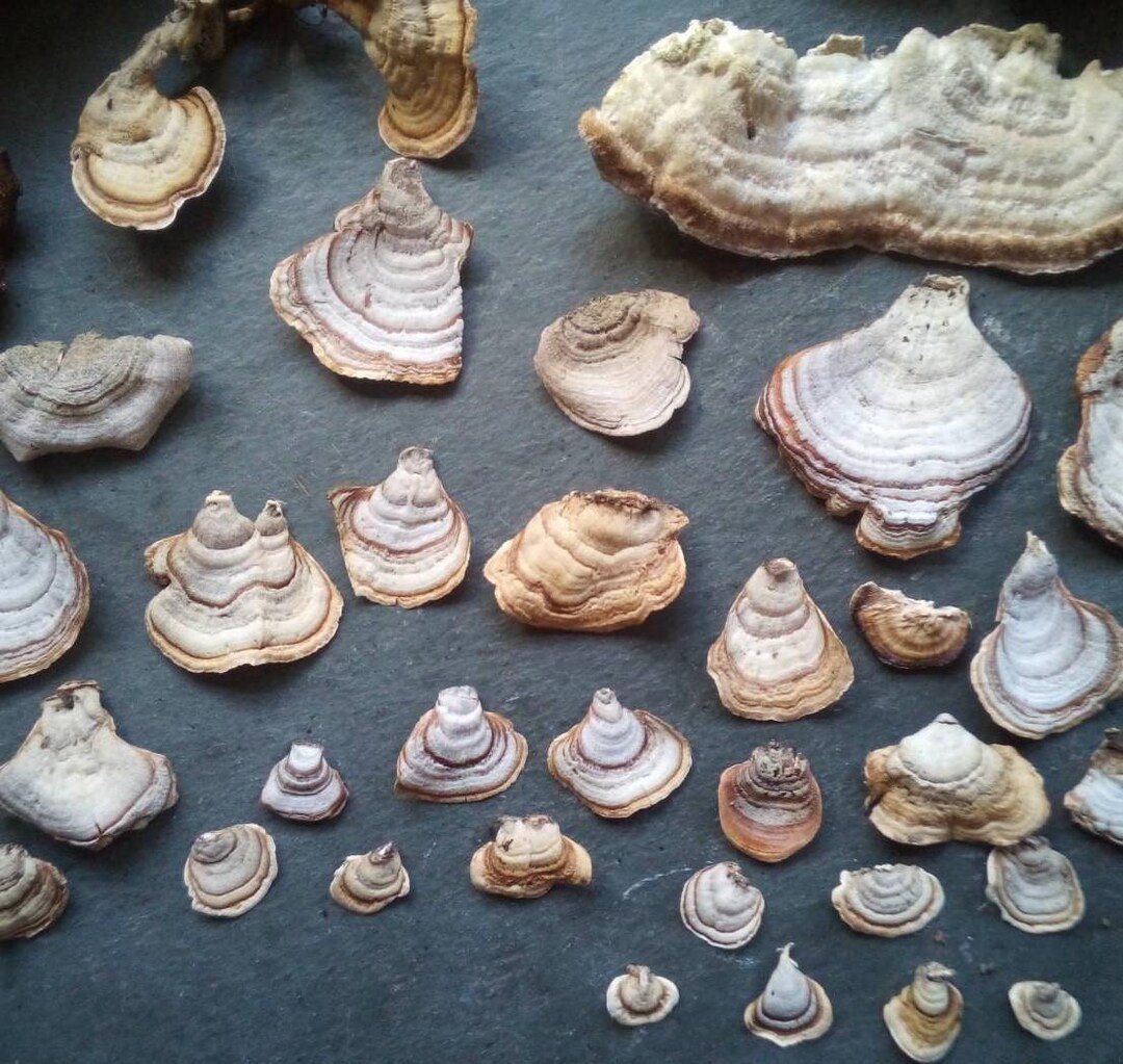 50 MUSHROOMS for Crafts. Dried Variety Assortment Art Shelf Polypore ...