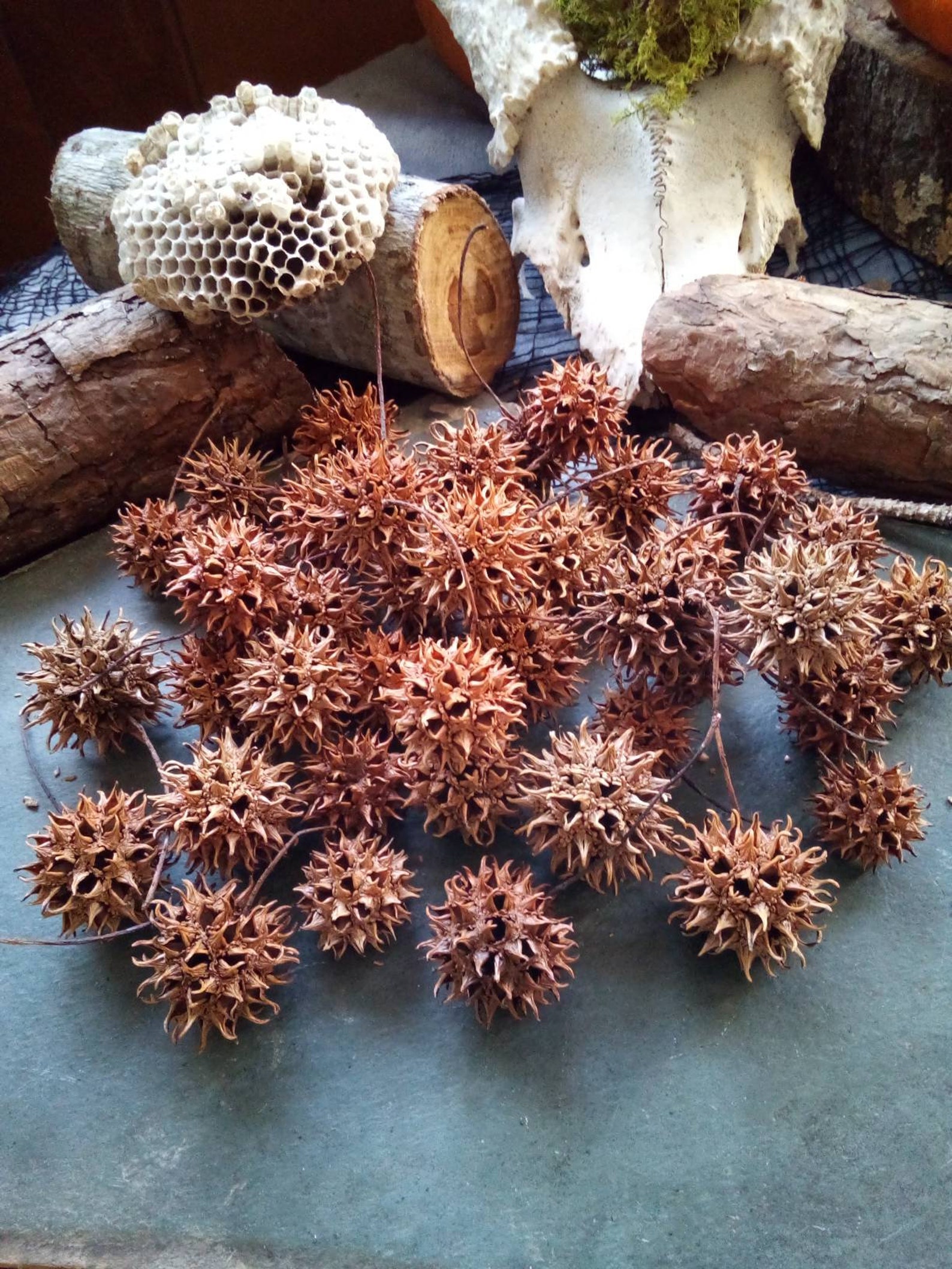 50 Sweetgum Balls Spiky Balls Alien Pods Witch Burr Crafts, Centerpiece ...