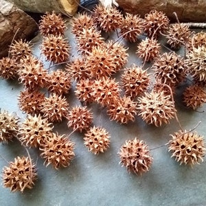 25 Sweetgum Balls - Spiky Balls - Alien Pods - Witch Burr - Craft ...