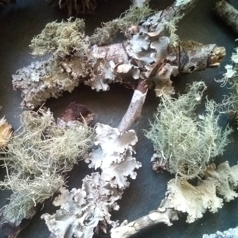 Lichen Terrarium - Etsy