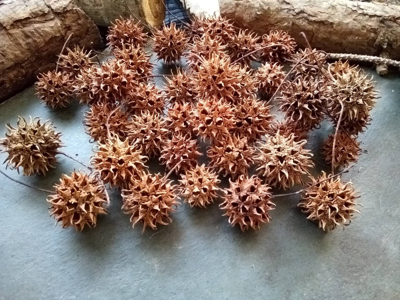25 Sweetgum Balls Spiky Balls Alien Pods Witch Burr - Etsy