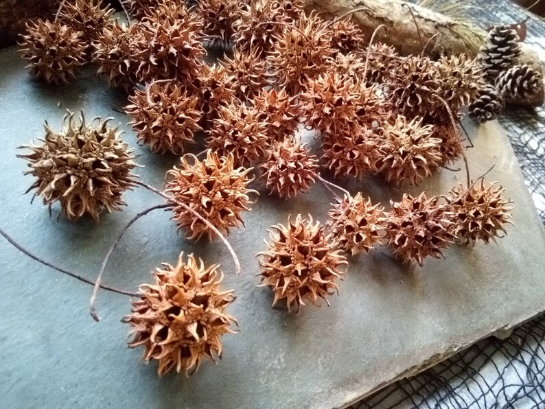 25 Sweetgum Balls Spiky Balls Alien Pods Witch Burr - Etsy