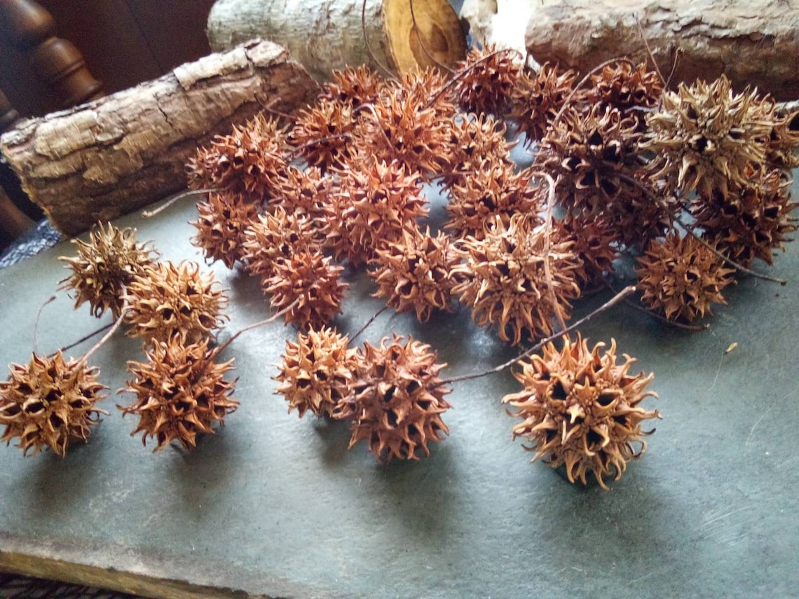 25 Sweetgum Balls Spiky Balls Alien Pods Witch Burr - Etsy