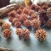 25 Sweetgum Balls Spiky Balls Alien Pods Witch Burr - Etsy