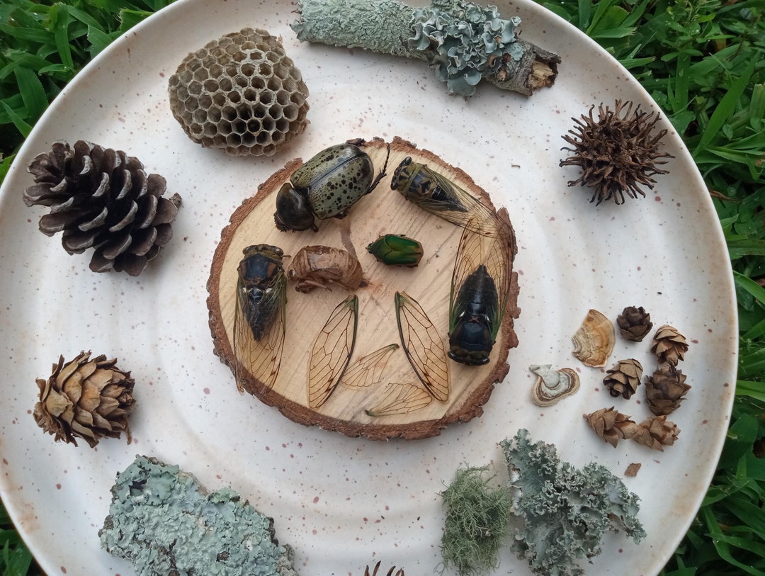 10 Piece Bugs Insects Entomology Set: Hercules Beetle, Cicadas, Junebug ...