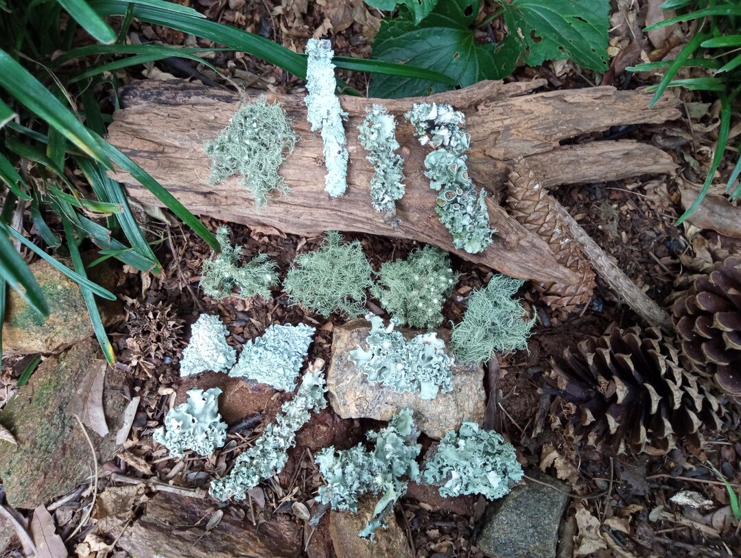 15 Piece Lichen Set Eco Decor Fairy Floral Rustic Weddings Terrarium ...