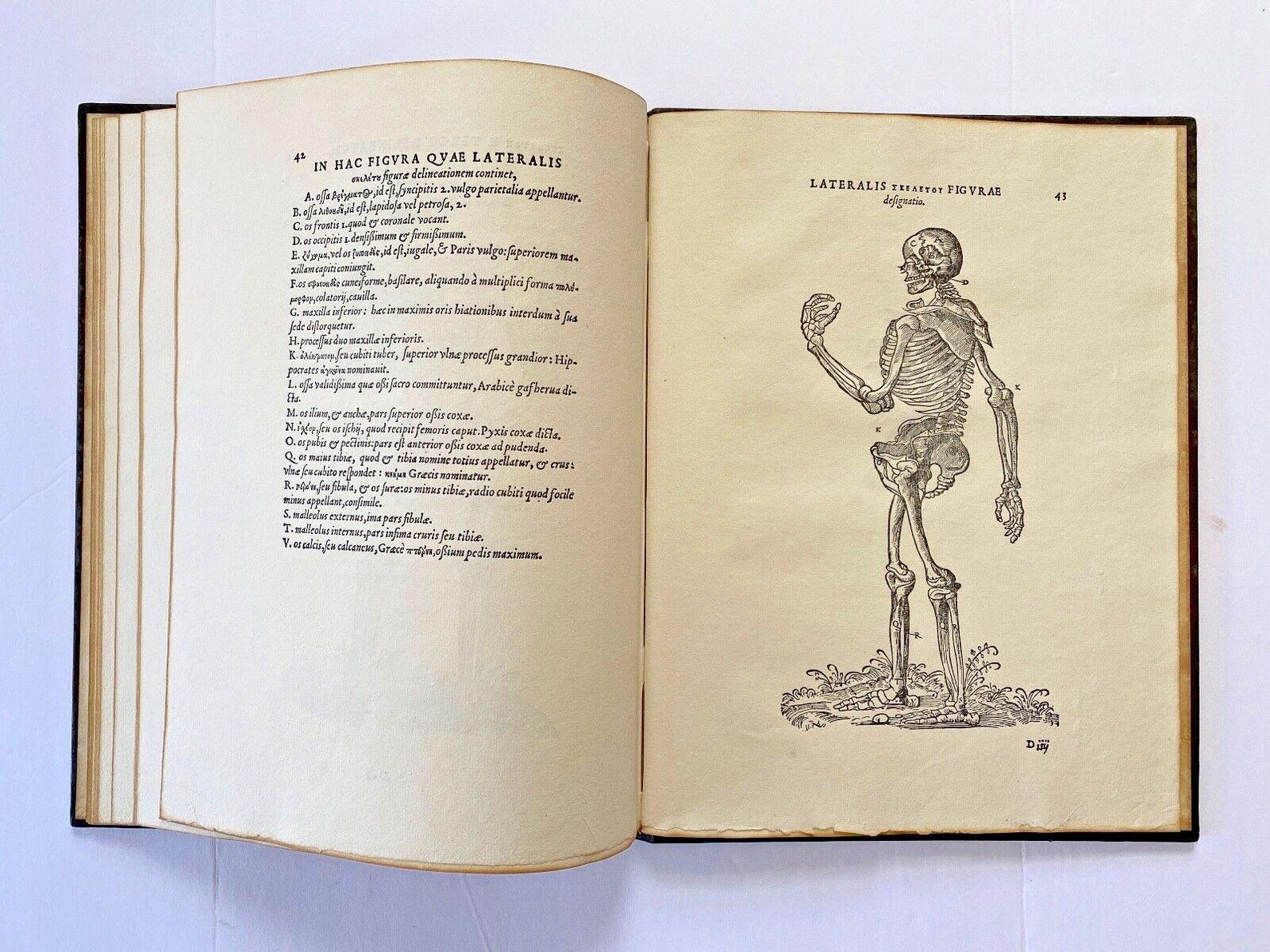 Vintage Illustrated Latin Anatomy of the Whole Human Body Book ...