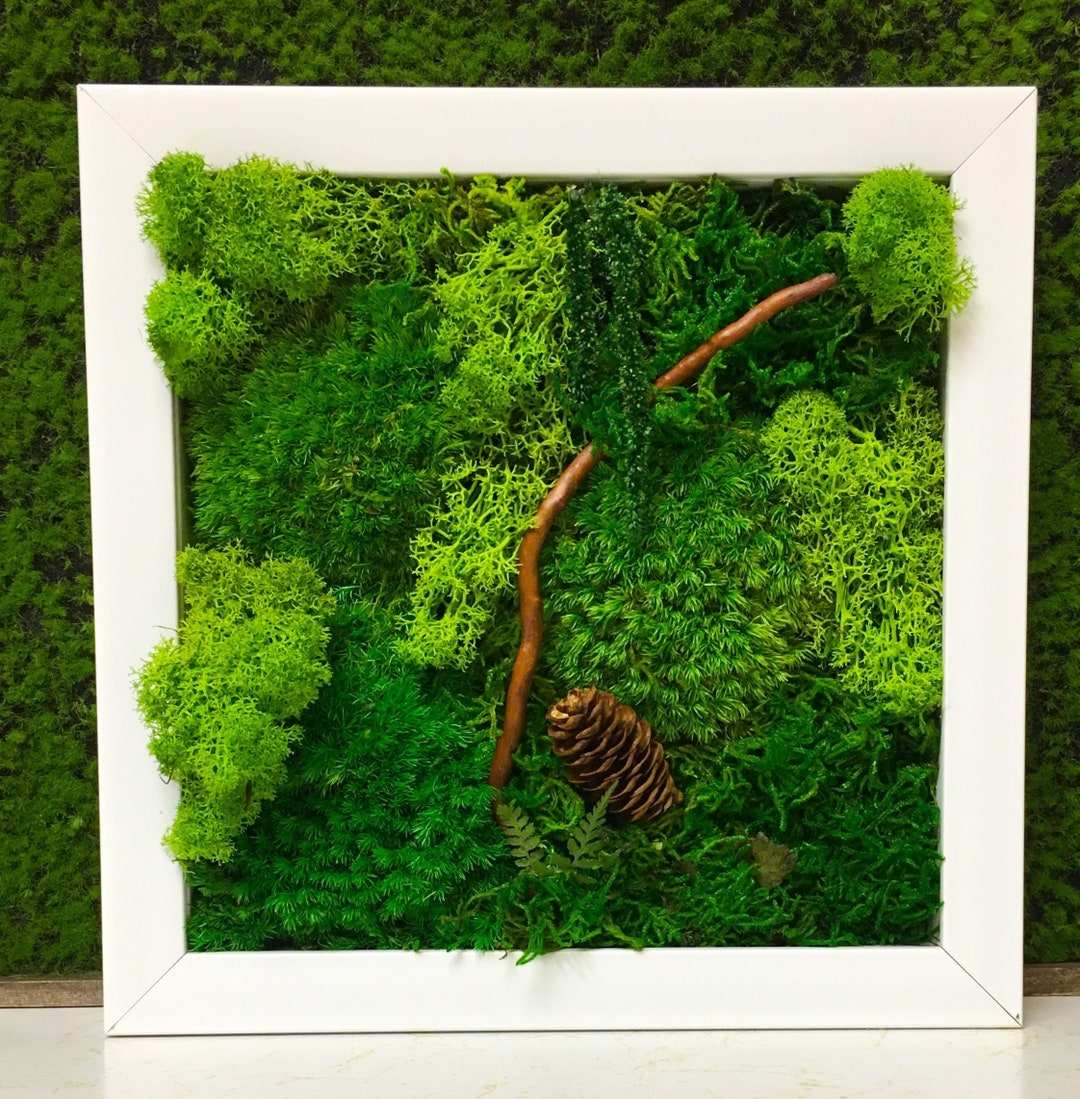 Moss Art Framed - Etsy