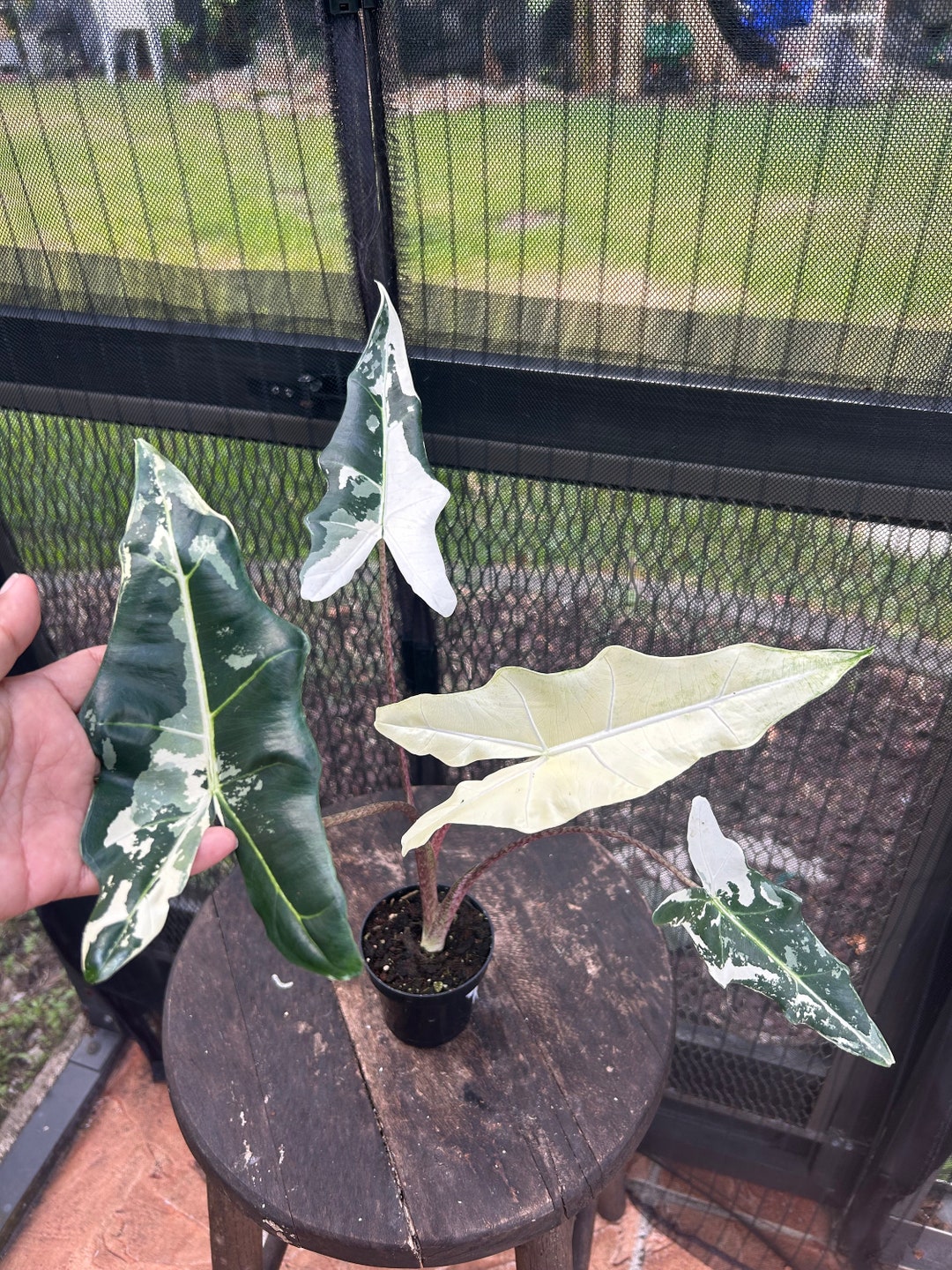 Alocasia sarian abigarrada - Etsy México
