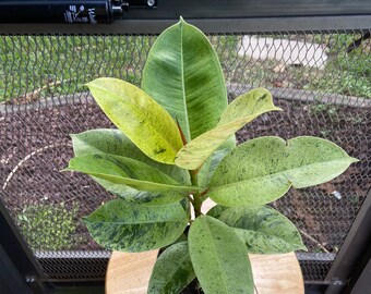 Moonshine Rubber Tree - Etsy