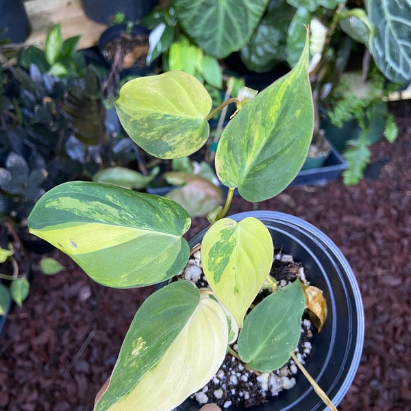 Philodendron Variegated Micans Aurea - Etsy