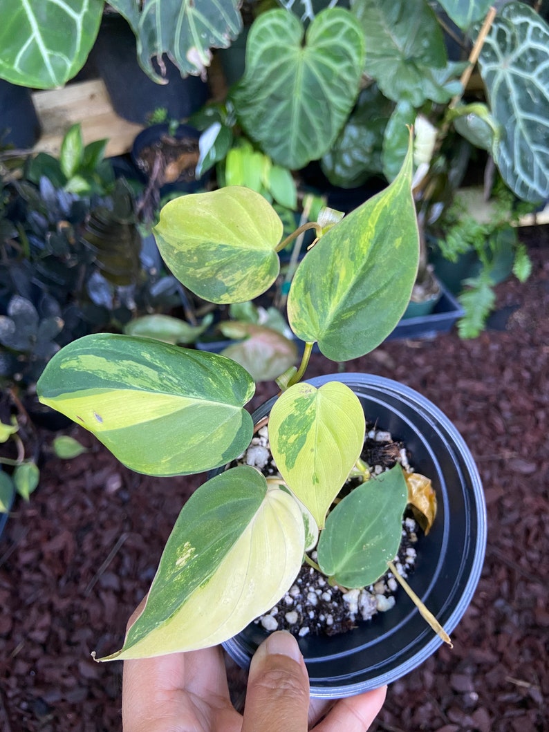 Variegated Mican Aurea - Etsy