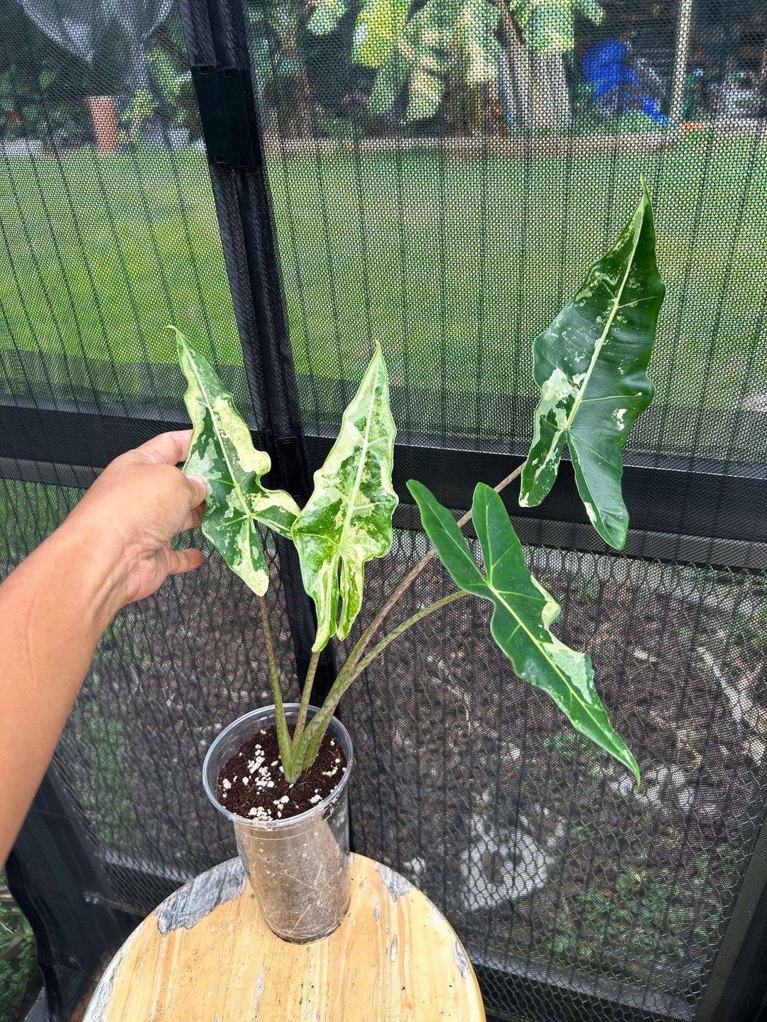 Alocasia Variegated Sarian - Etsy