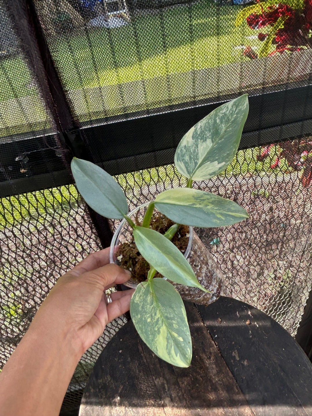 Variegated Silver Sword - Etsy