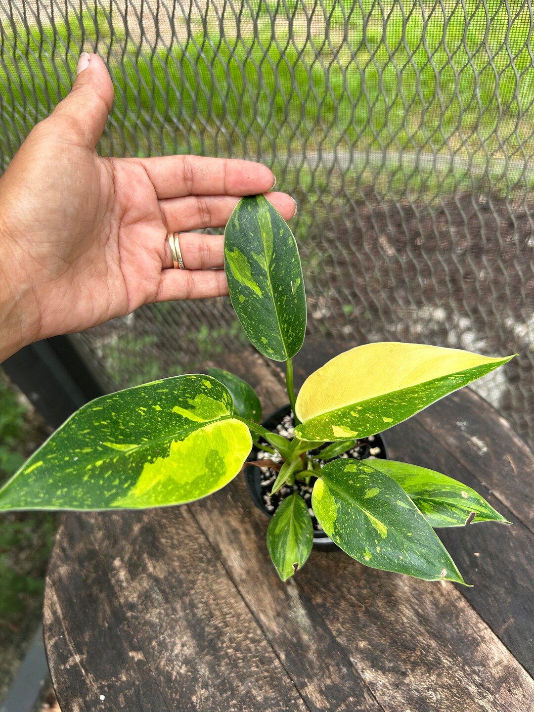 Philodendron Green Congo Nuclear - Etsy