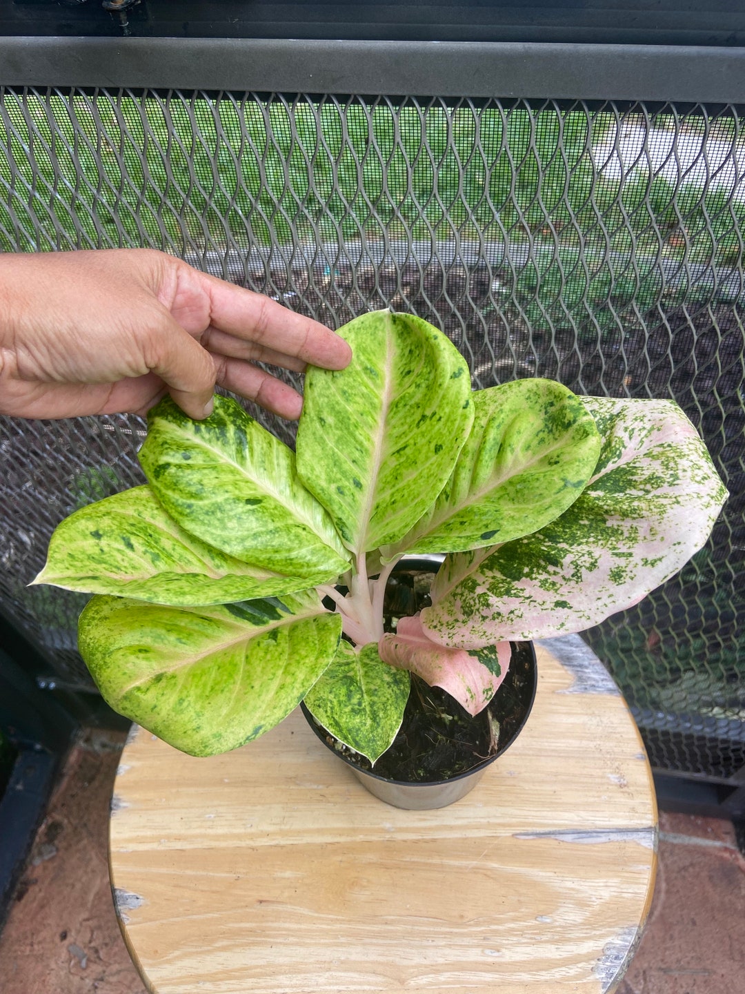 Aglaonema Emerald Pink - Etsy