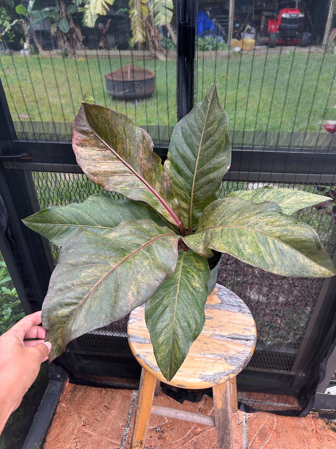 Variegated Anthurium Ruby - Etsy