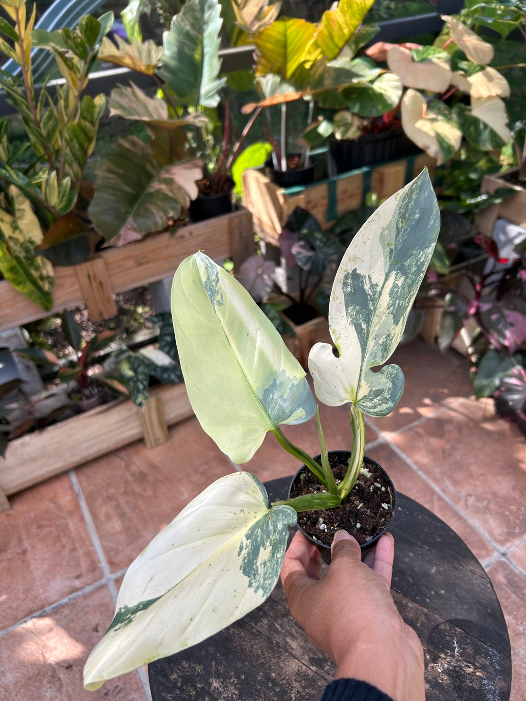 Variegated Silver Sword Philodendron - Etsy