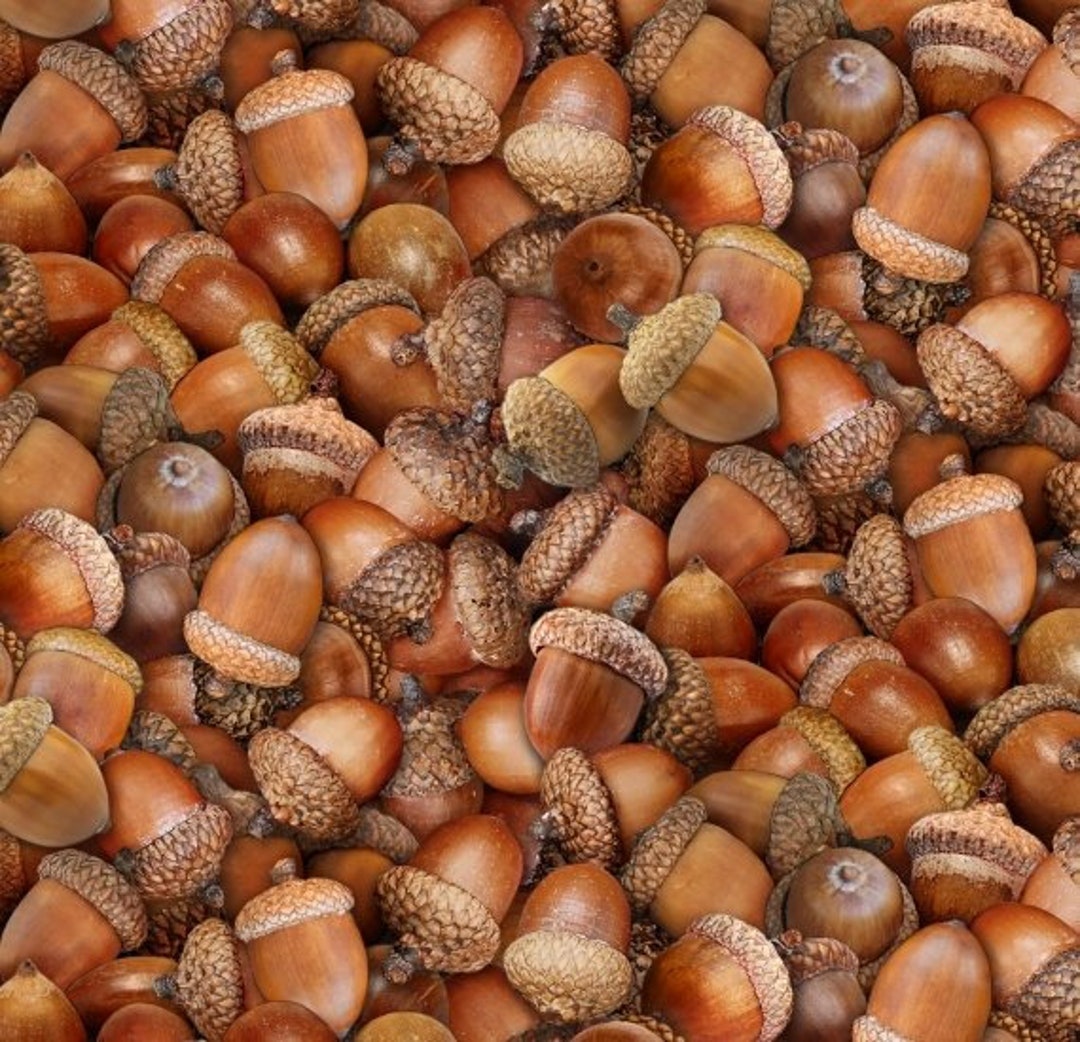 Acorn Fabric by Half Yard, Acorn Print Fabric, Acorns Quilting Cotton ...