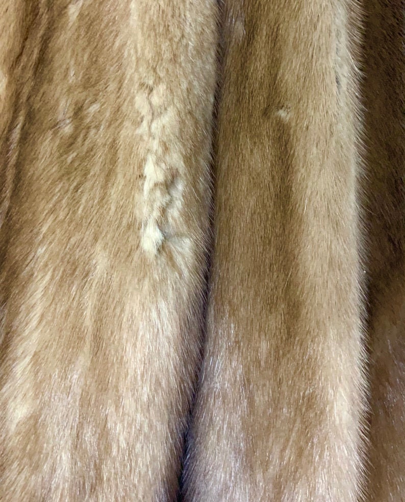 Sable Color Fur Facts Britannicacom