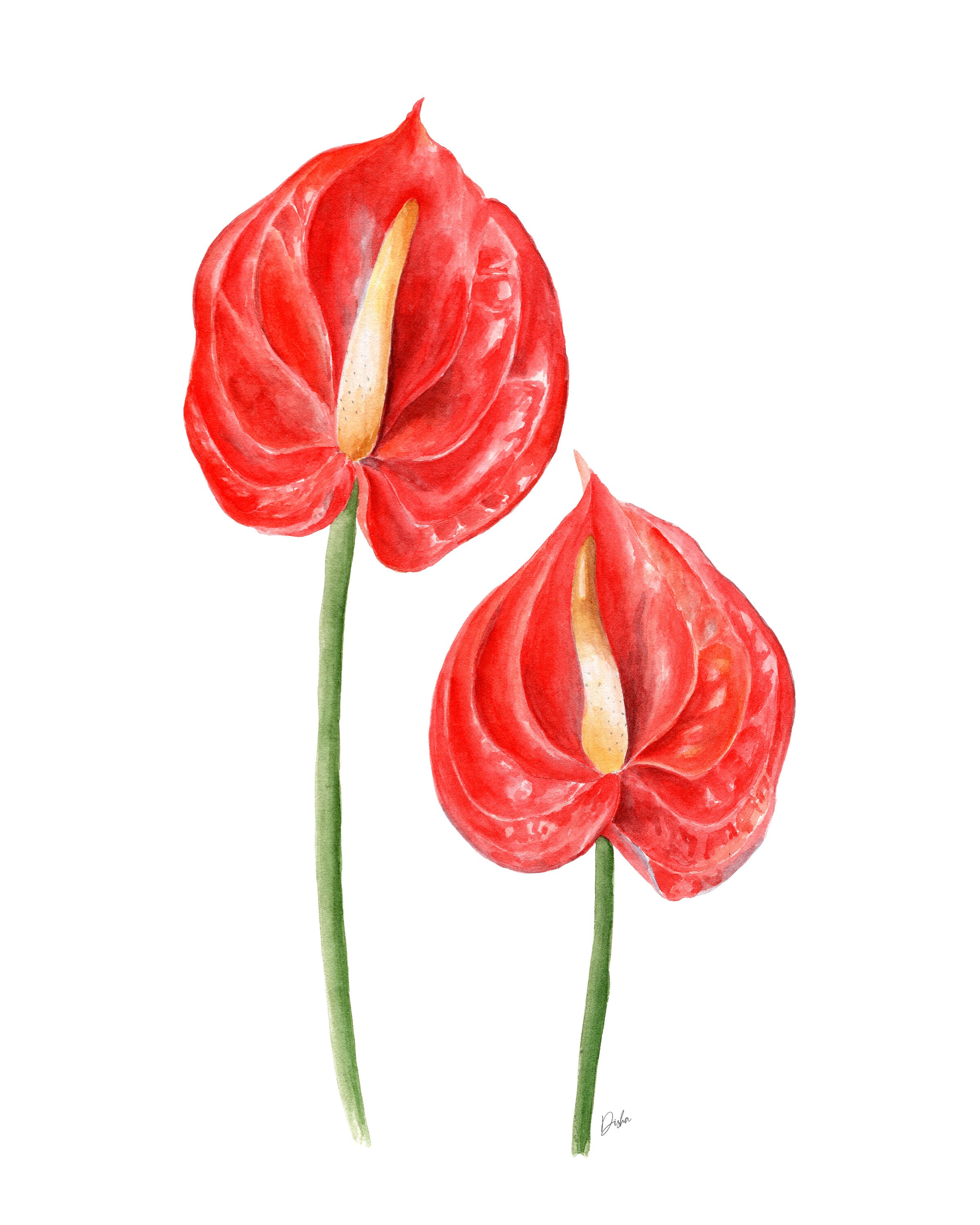 Watercolor Red Anthuriums Art Print | Red Anthurium Art Print | Floral ...