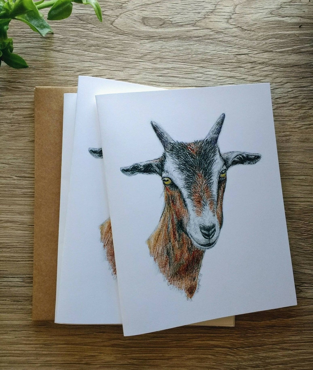 Colored Pencil Goat Greeting Card Set of 5 - Etsy