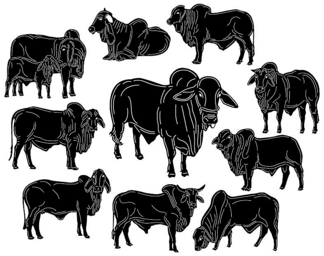 Bull Brahman Cattle-dxf Files and SVG Cut Ready for Cnc Machines, Laser ...