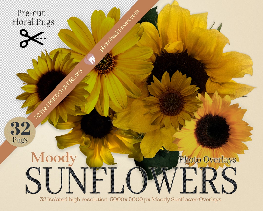 Sunflower Photo Overlays, 32 Isolated Sunflower Pngs, Sunflower ...