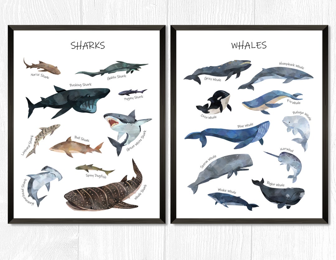 Sharks and Whales Species Print, Set of 2, Watercolor Chart Nursery Art ...