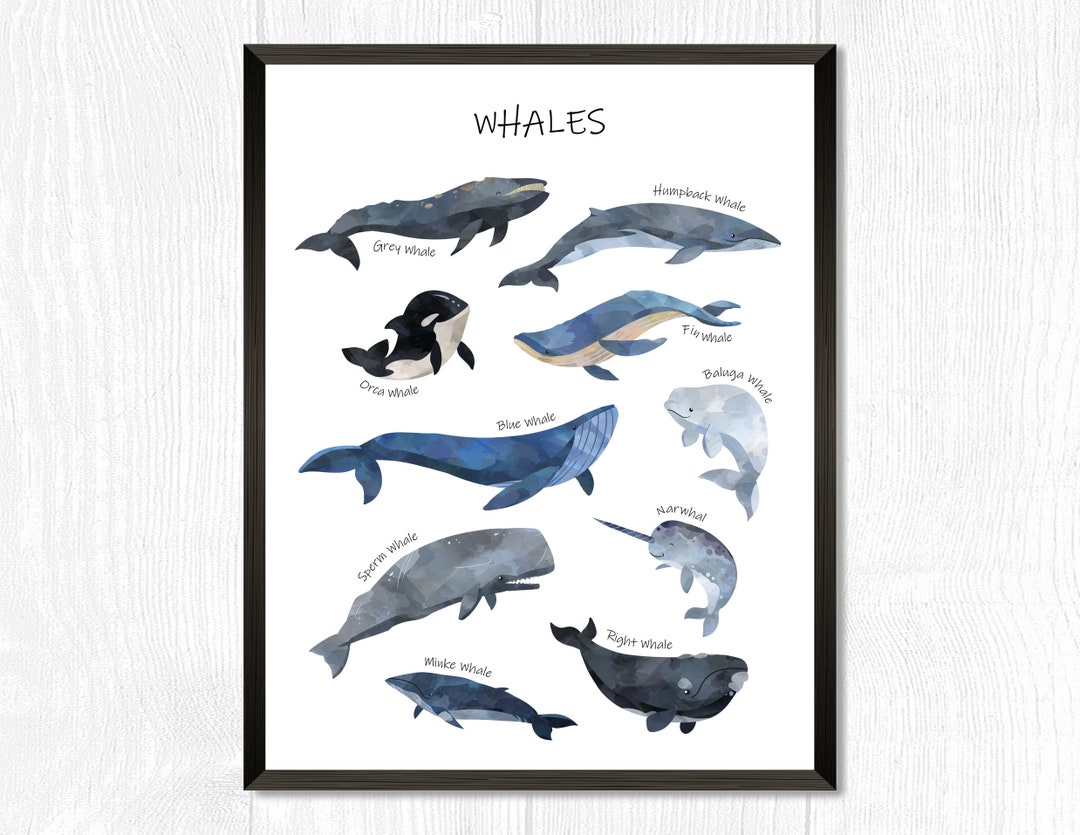 Whales Print, Whales Poster, Watercolor Whales Chart, Whale Nursery Art ...