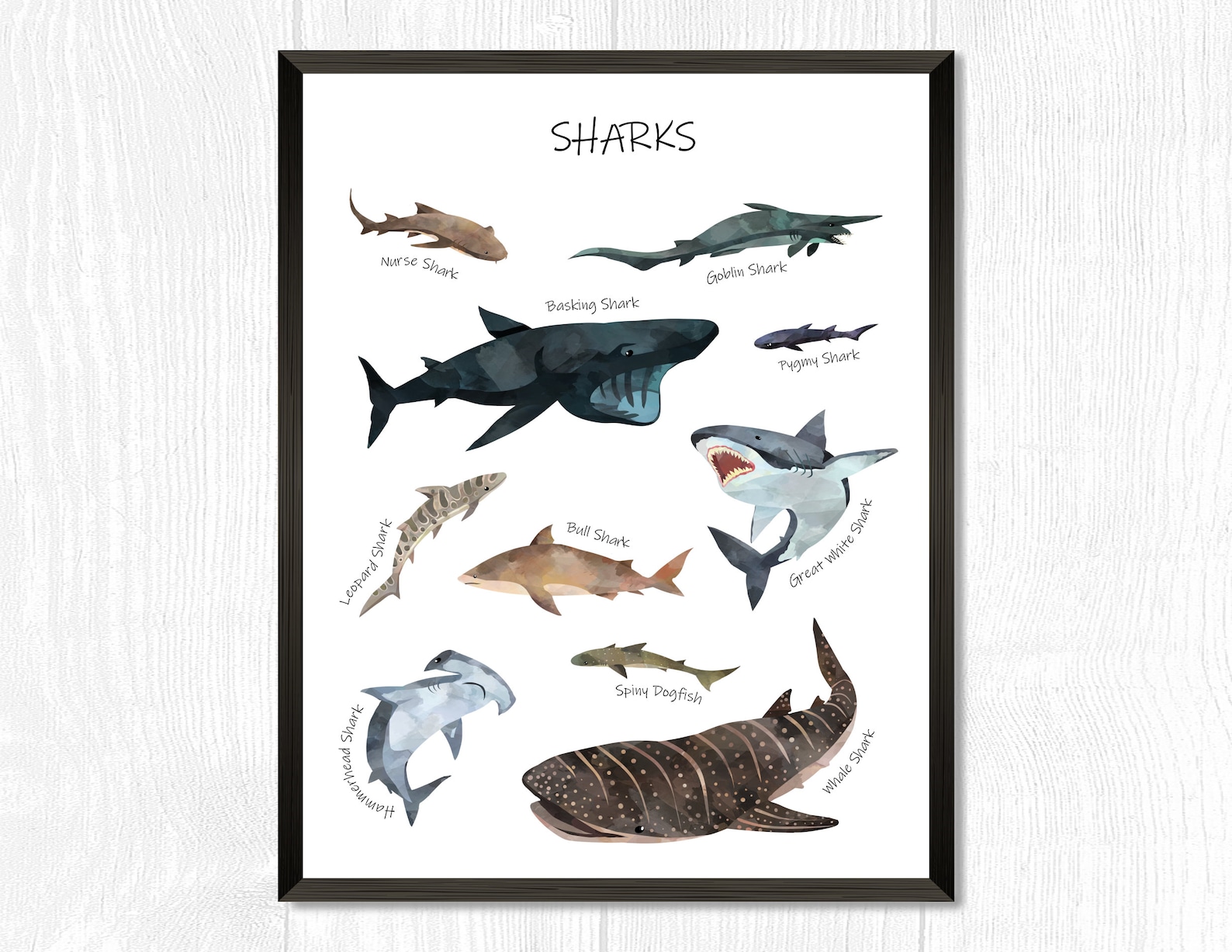 Shark Poster, Shark Species , Shark Print, Shark Chart Nursery Art ...