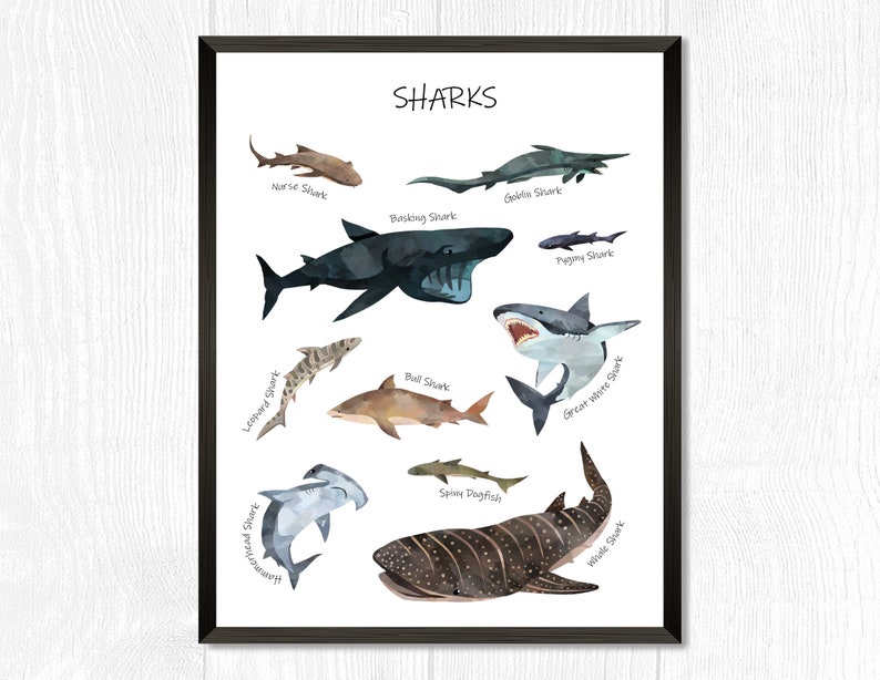 Shark Poster, Shark Species , Shark Print, Shark Chart Nursery Art ...