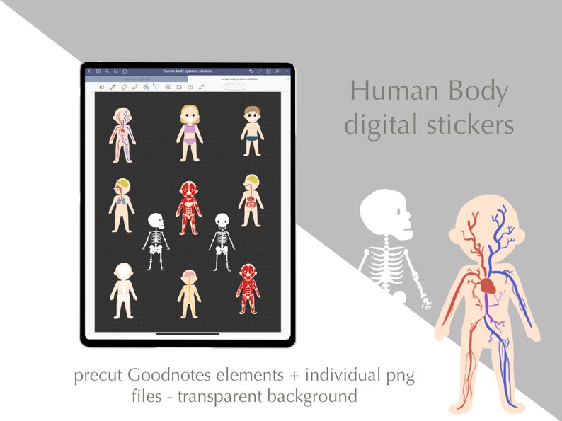 Digital Stickers | Goodnotes Elements | Anatomy | Medicine | Png ...