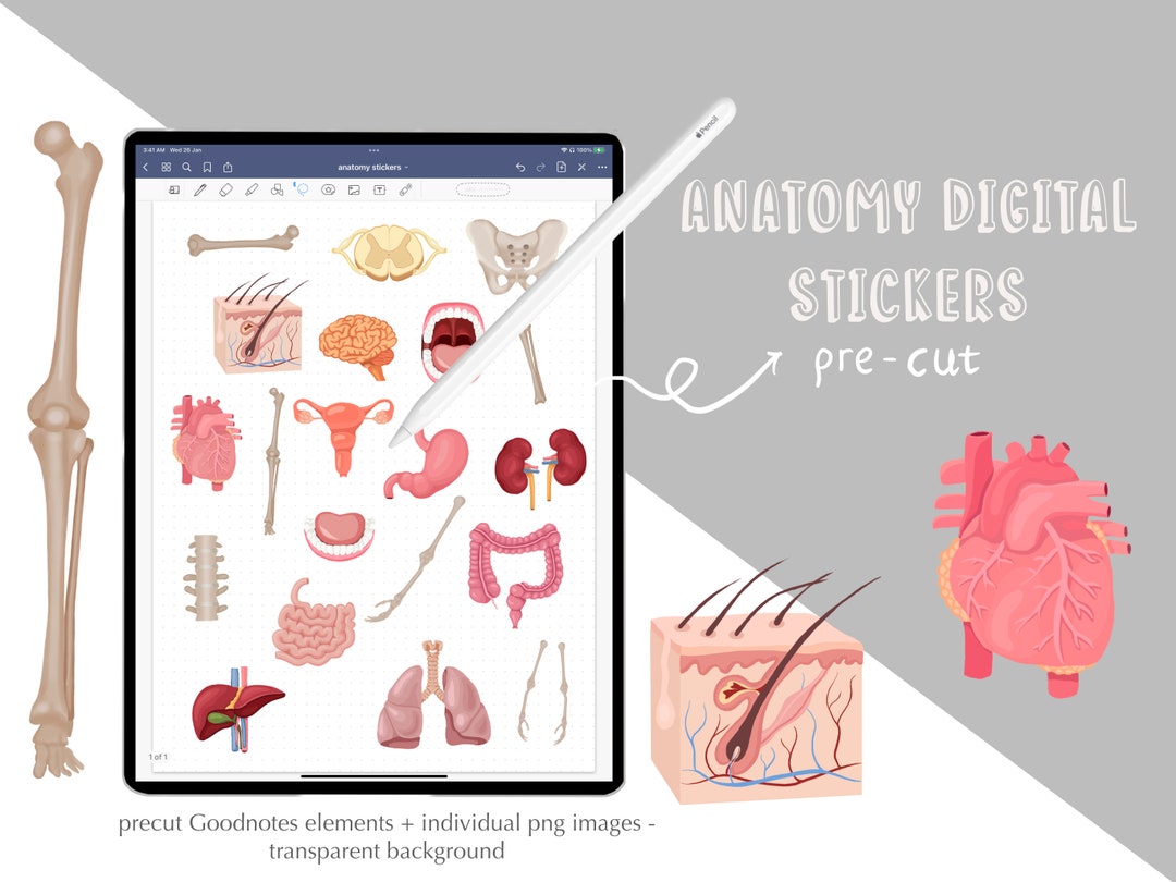 Digital Stickers | Goodnotes Elements | Anatomy | Medicine | Biology ...