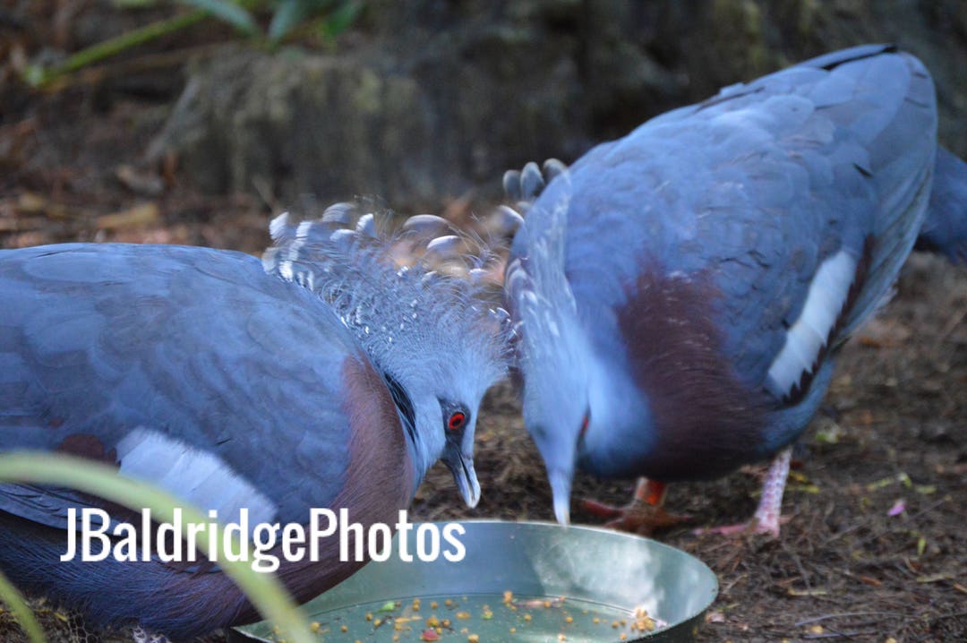 Victoria Crowned Pigeon Photo - Etsy