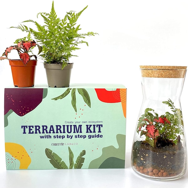 Terrarium Kit - Etsy