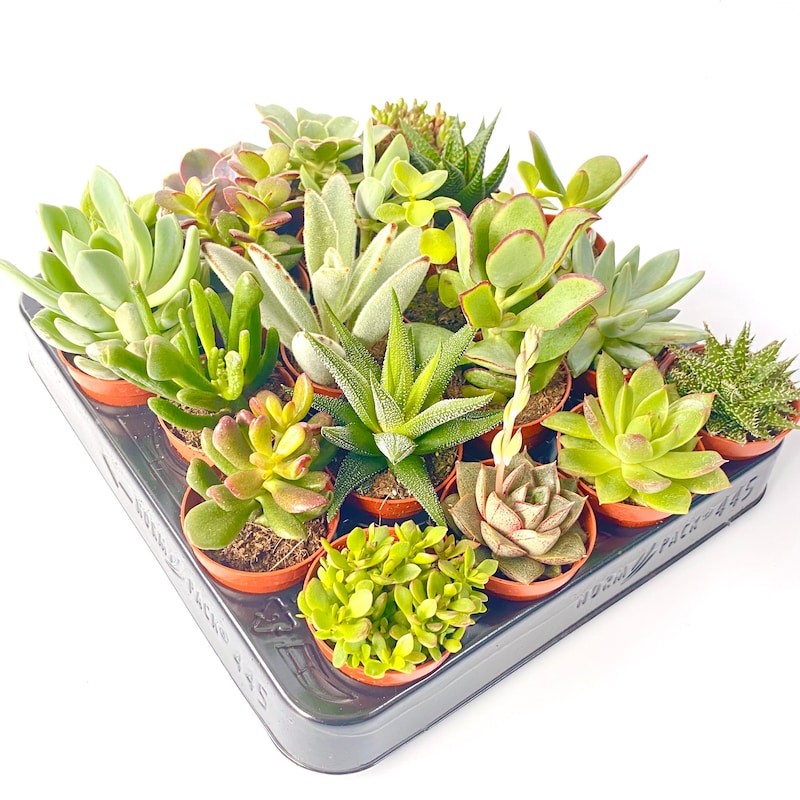 Potted Live Small Plants - Etsy UK