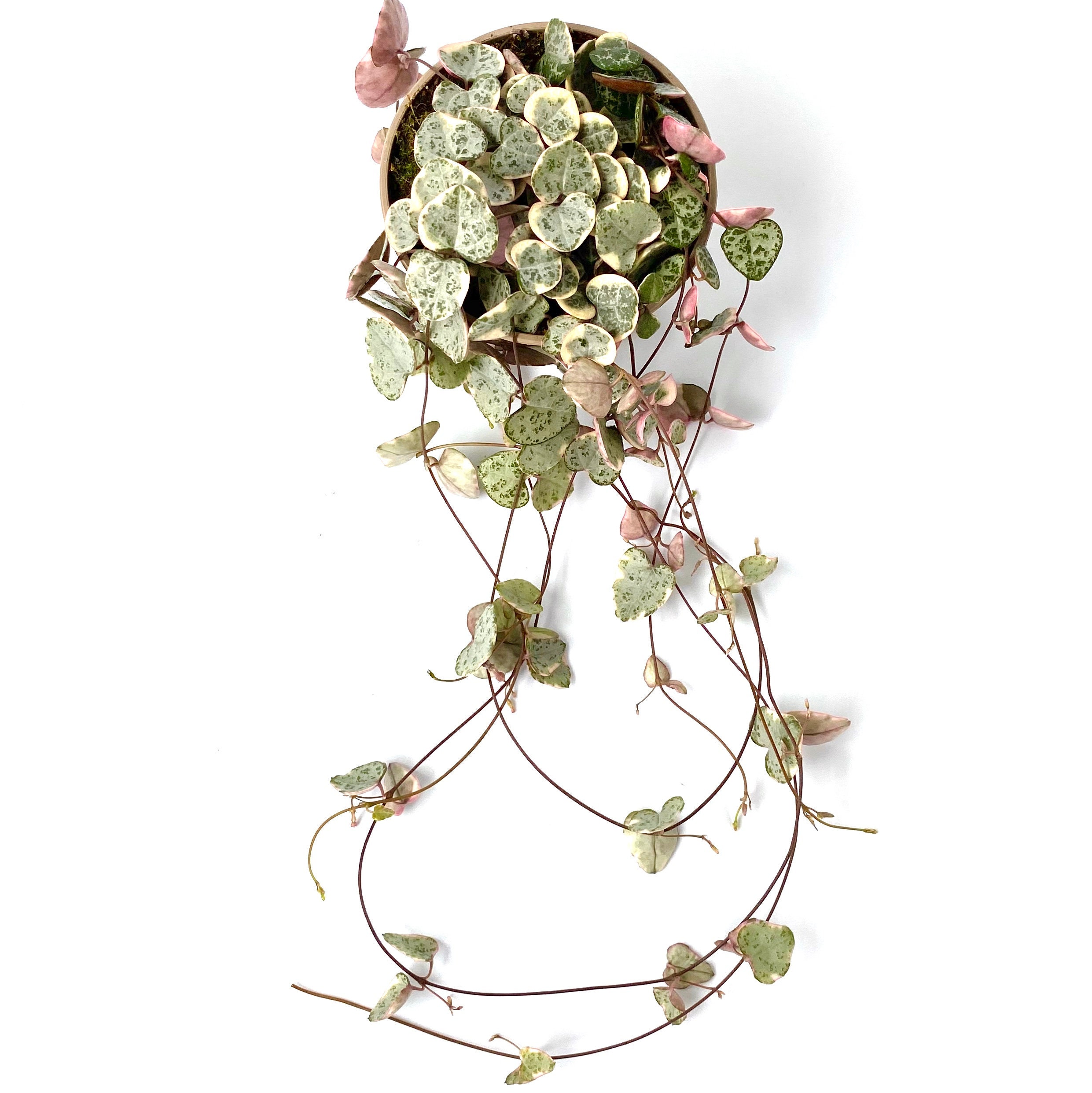 House Plants Hanging Plants String of Hearts Ceropegia Woodii - Etsy UK