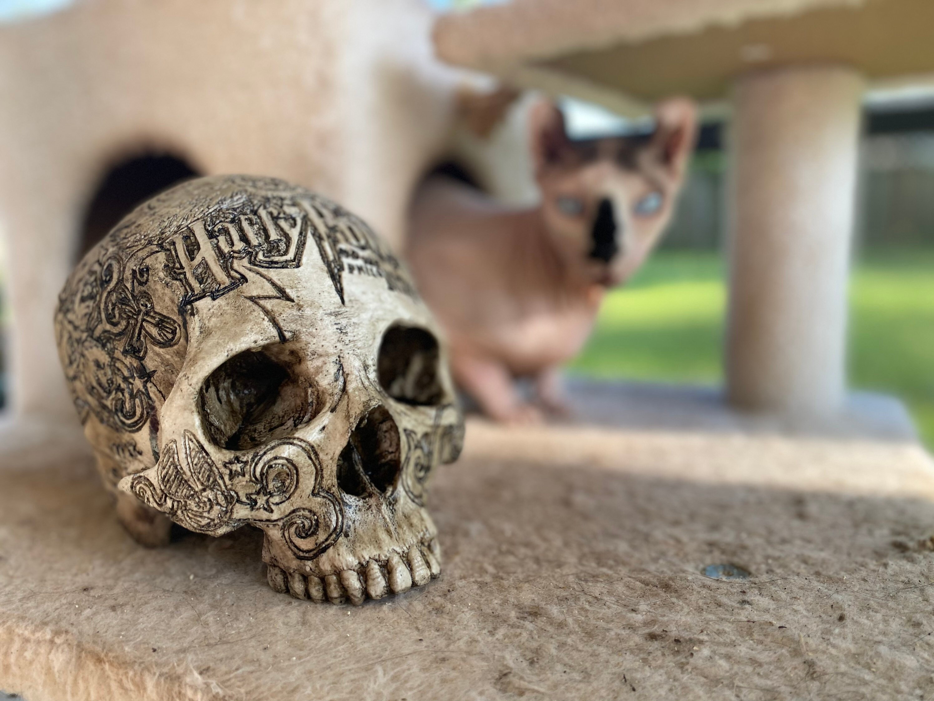FREE Philosophers Stone Skull With Purchase of Sketch by Zane Wylie - Etsy