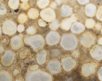 LEOPARD SKIN jaguar Stone Jasper Slab for Cabbing Lapidary - Etsy