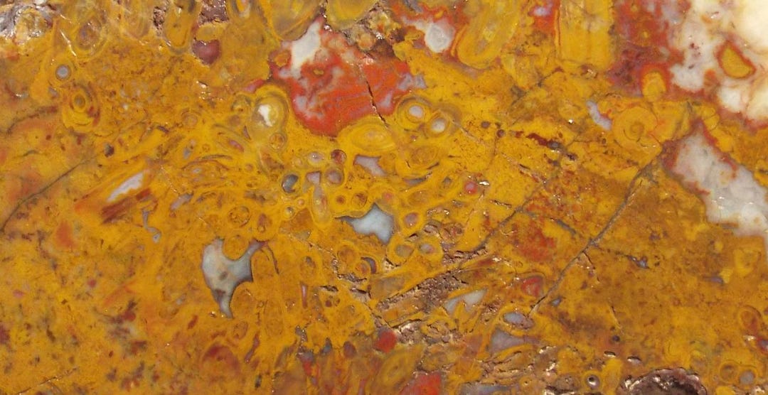 Agatized Palm Root, Cattis Fly Larvae Slab for Lapidary, Display ...